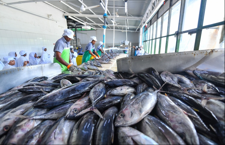 Fired underperforming staff, some exploiting their positions: MIFCO