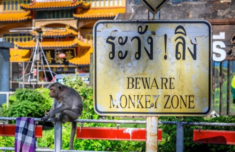 Macaque attack: humans try to take back Thai city from monkeys